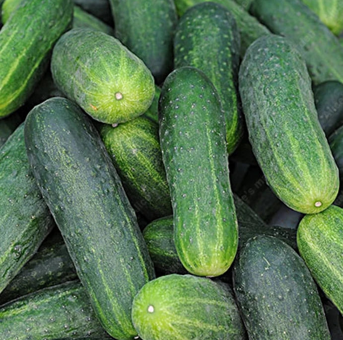 Fruit Crispy Cucumber Seeds – 20 Repacked Seeds | Crisp, Tender & Easy ...