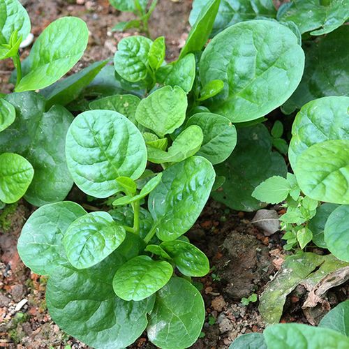 Green Alugbati (Malabar Spinach) – 50 Seeds – Chamer Seed